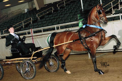 Morgan & Saddlebred Horses, Training, Sales, Events | Arcuri Stables